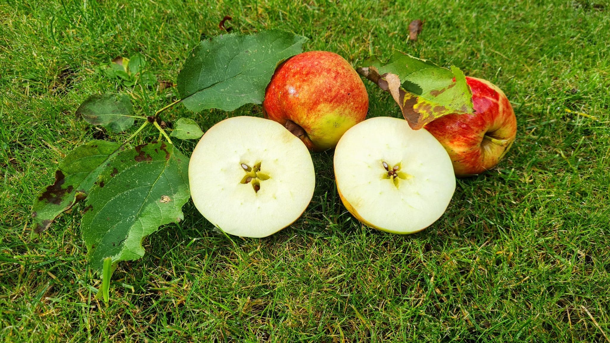 In meinem kleinen Apfel - leckeres Herbstlied • Kindergarten Ideen