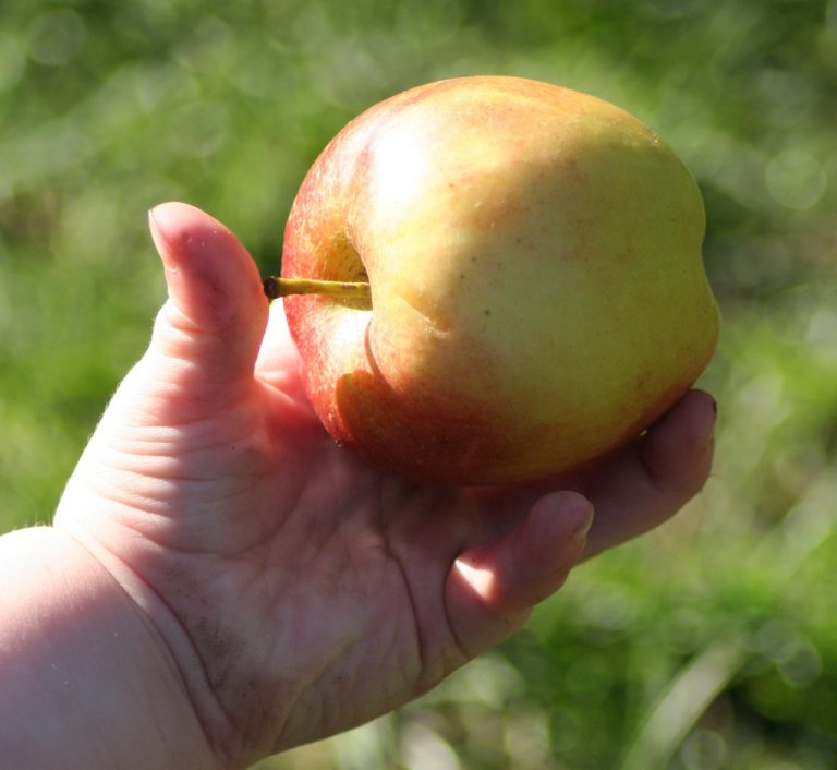 Fingerspiel vom kleinen Apfel • Kindergarten Ideen