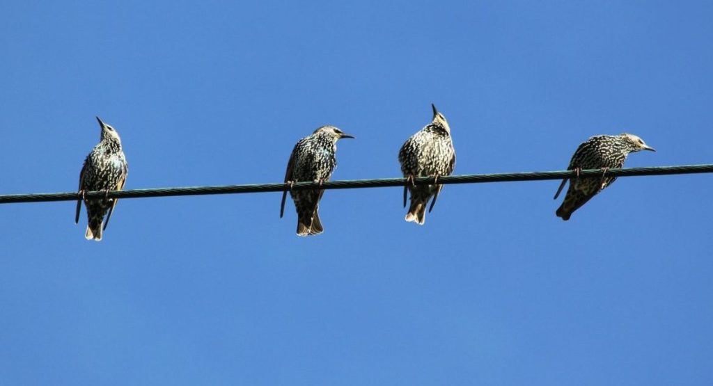 Alle Vögel sind schon da - Frühlingslied • Kindergarten Ideen